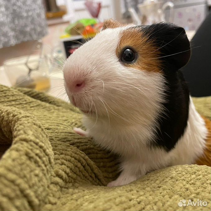 Морские свинки мальчик