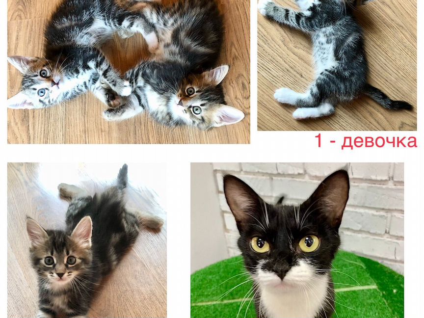 Котята из багажного отделения