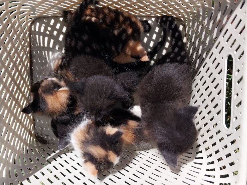 Котята 6штук бесплатно на выбор