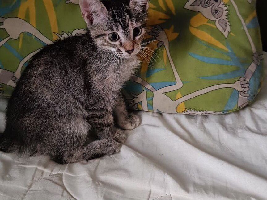 Котята