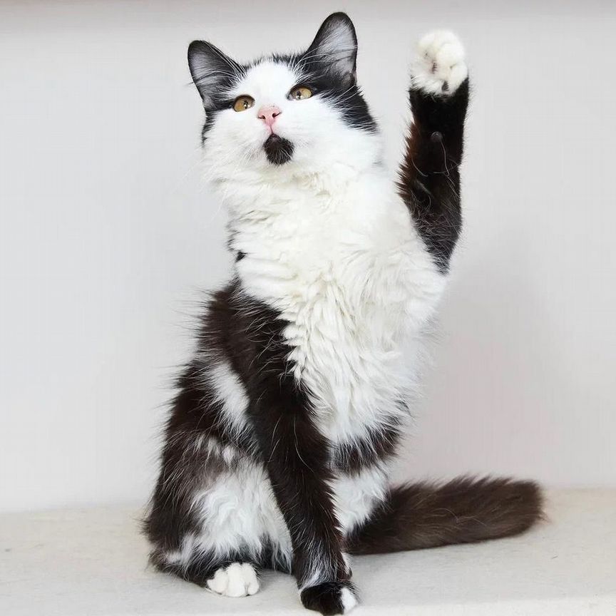 Котик