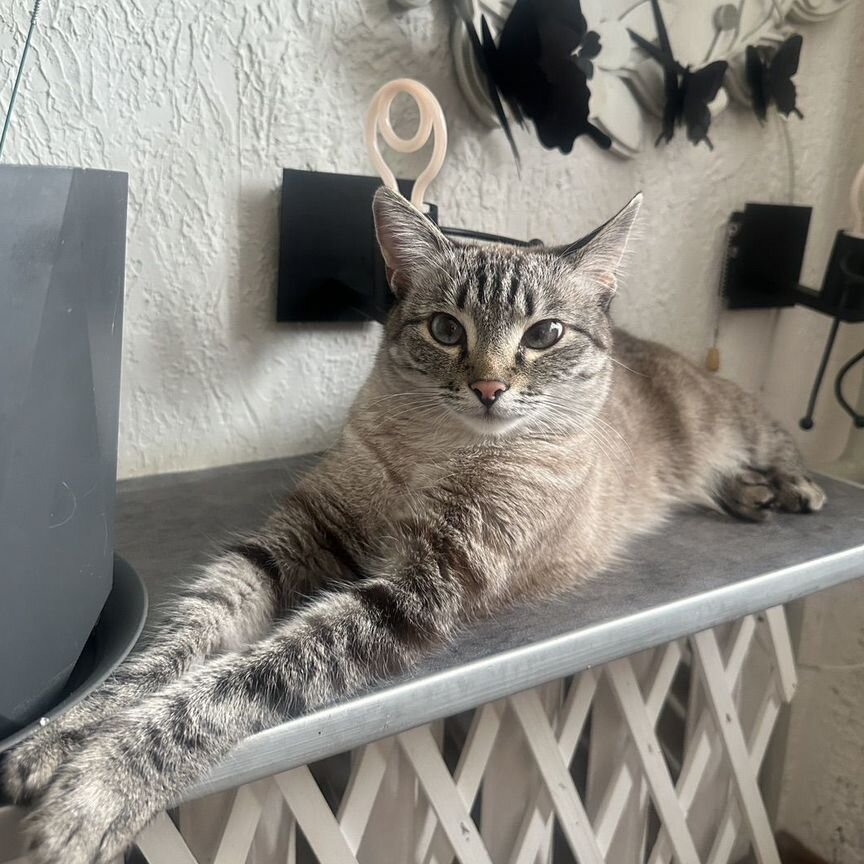 Взрослая, кошка в добрые руки