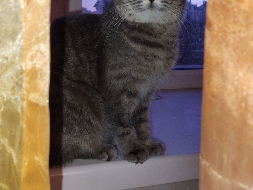 Вислоухая кошка