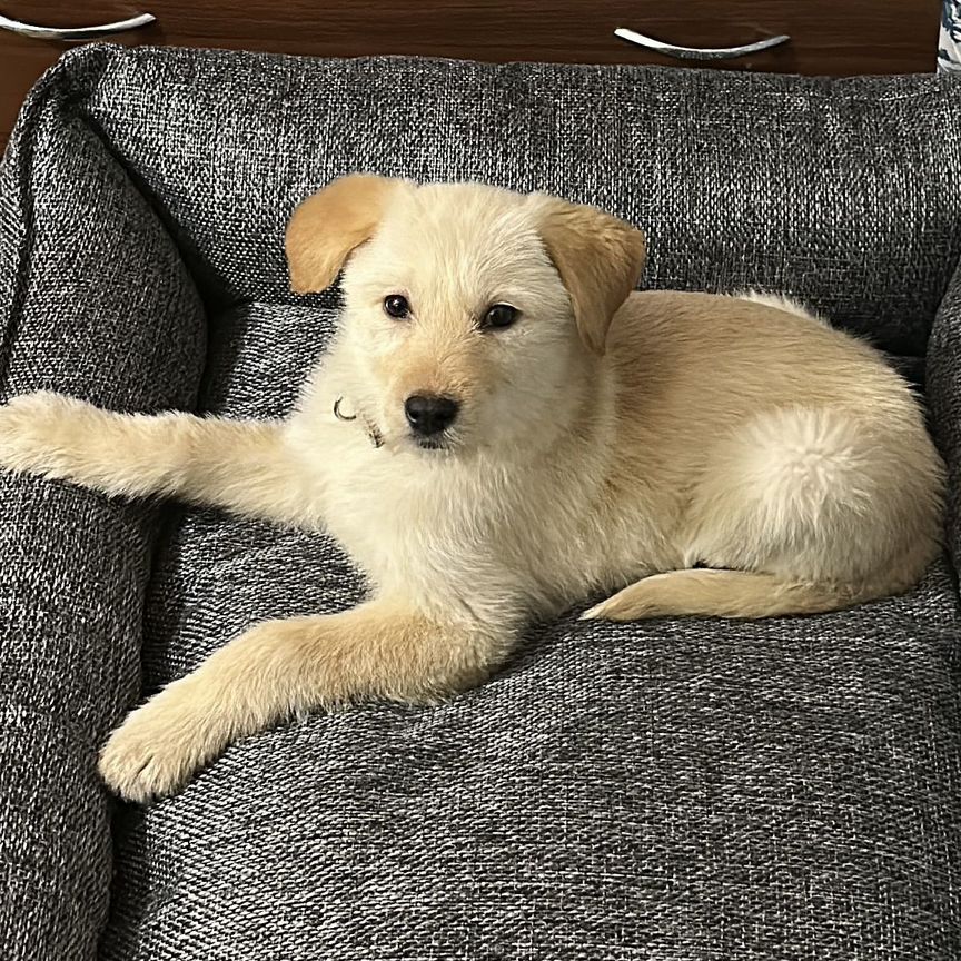 Лабрадор-ретривер, щенок