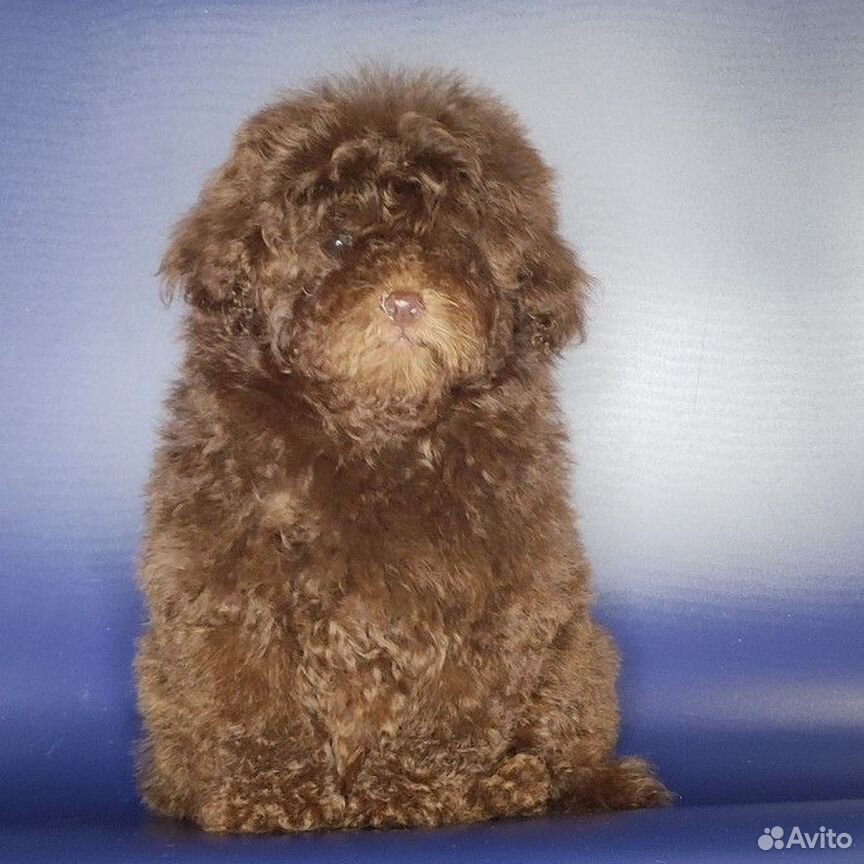 Девченка Мальтипу шоколадка