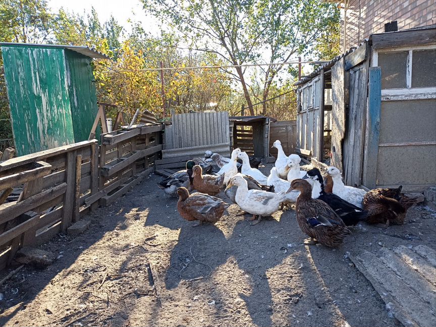 Руанская утка