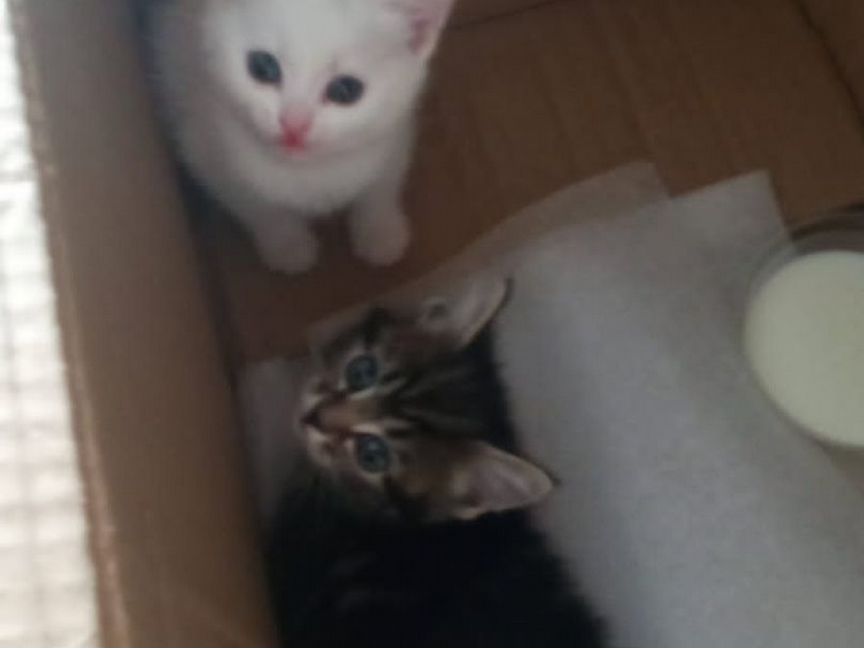Котята в добрые руки даром домашние чистые