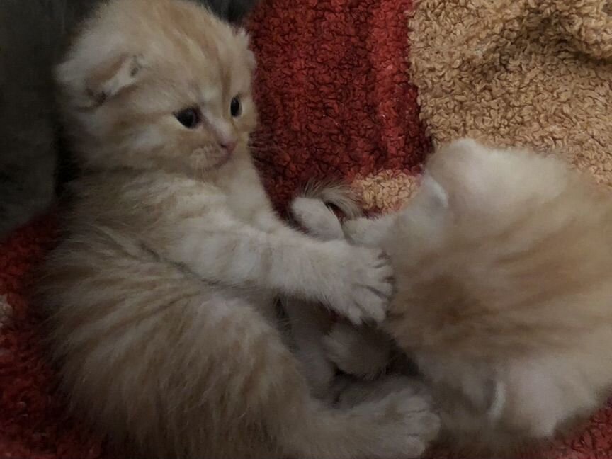 Шотландские котята