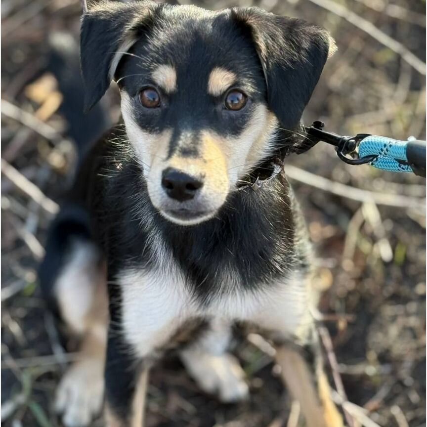 Небольшая собака бесплатно