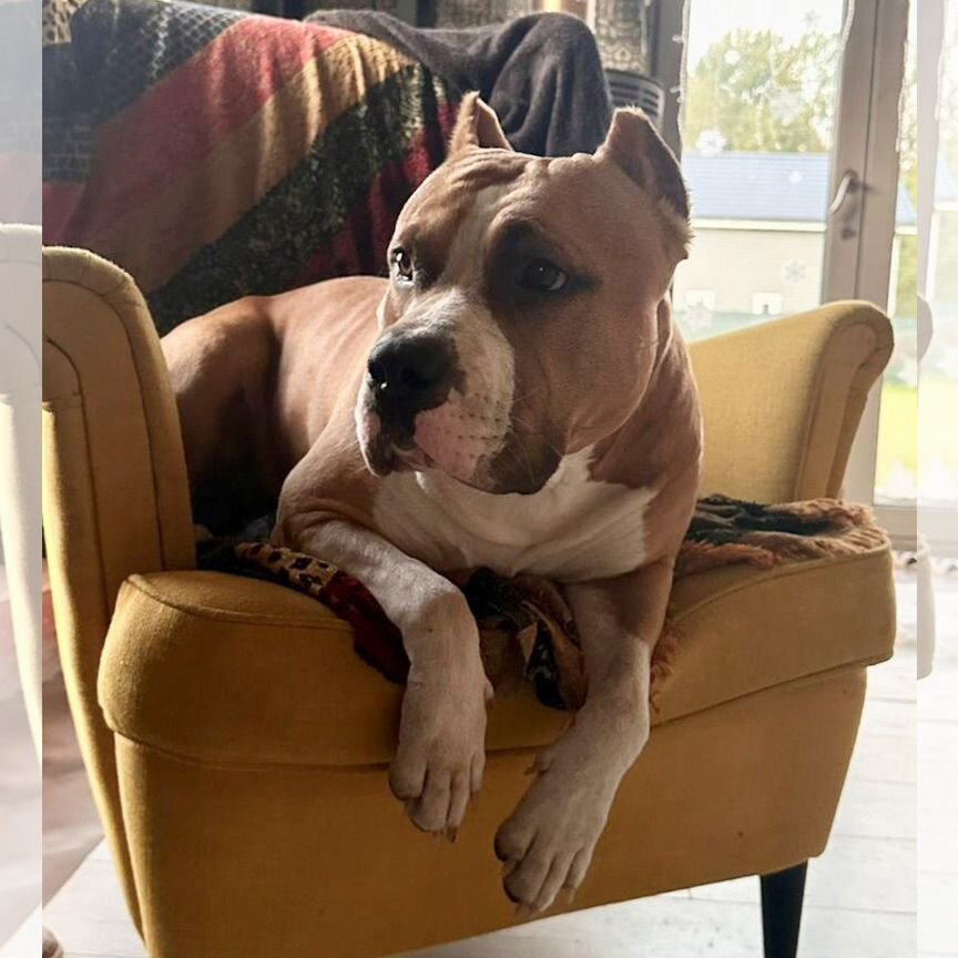 Американский булли классик вязка