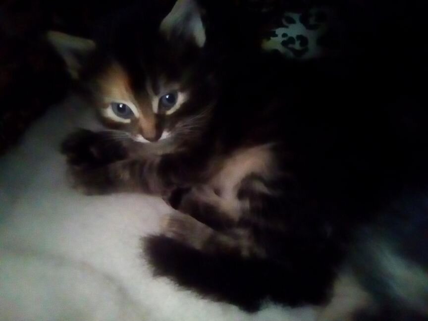 Котятки малыши