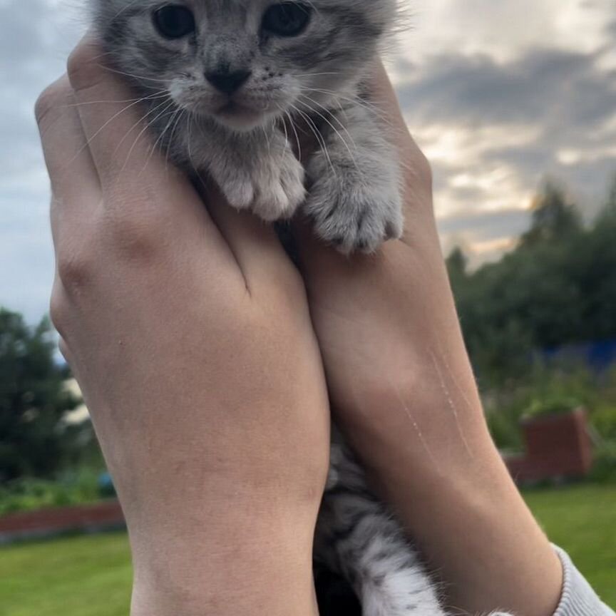 Котёнок, британец