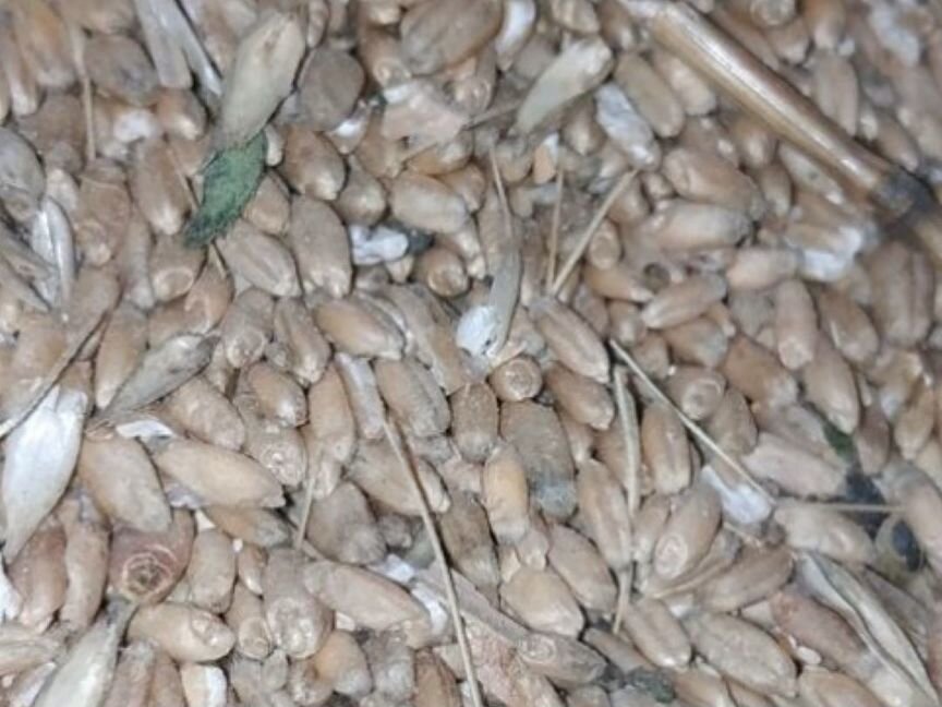 Зерноотходы