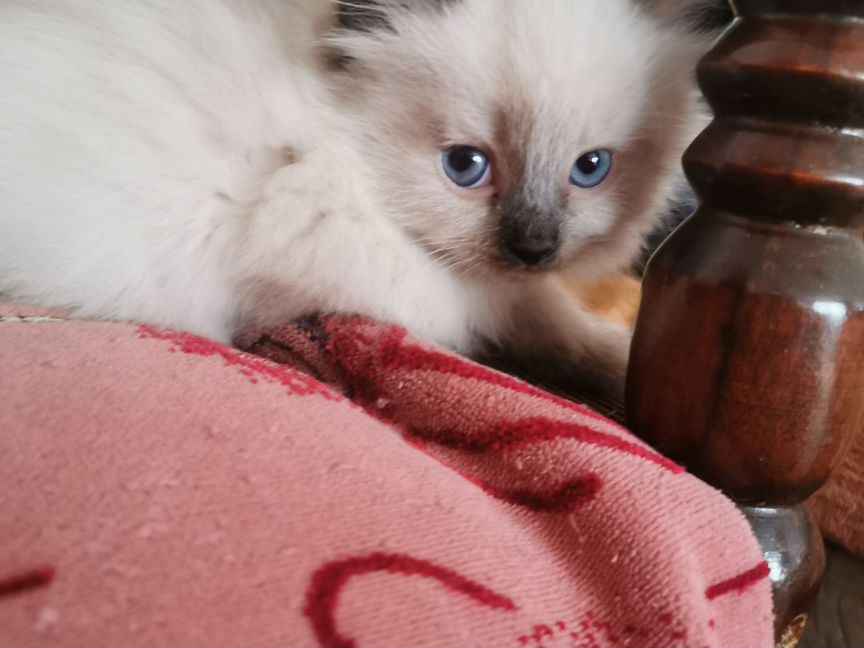 Невская маскарадная