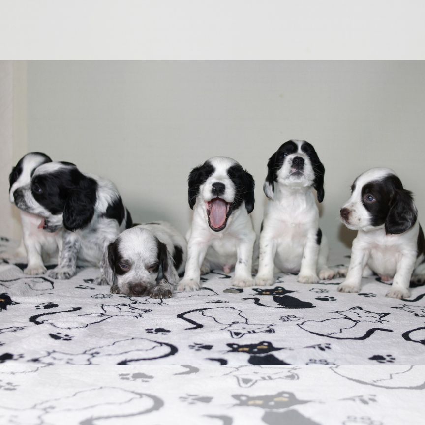 Русский охотничий спаниель, щенок