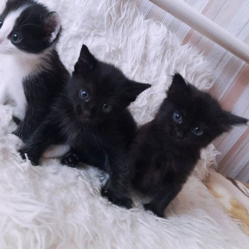 Два кота и одна кошечка
