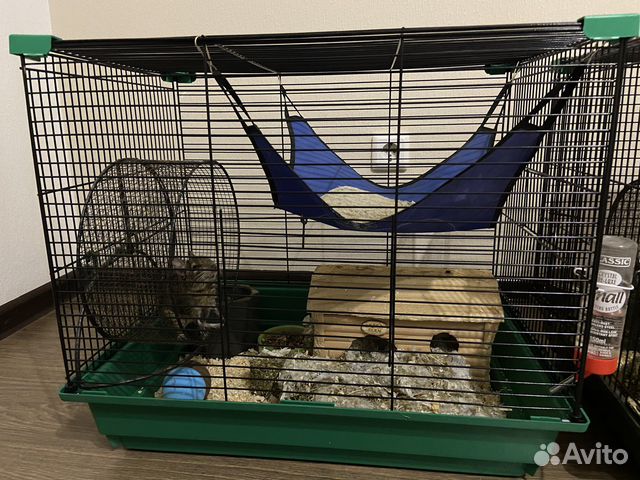 Белка дегу с клеткой