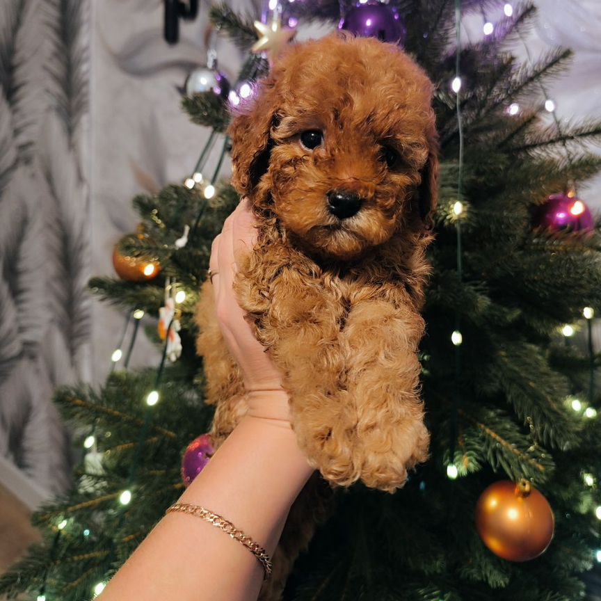 Той-пудель, щенок