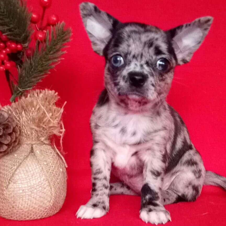 Чихуахуа, щенок