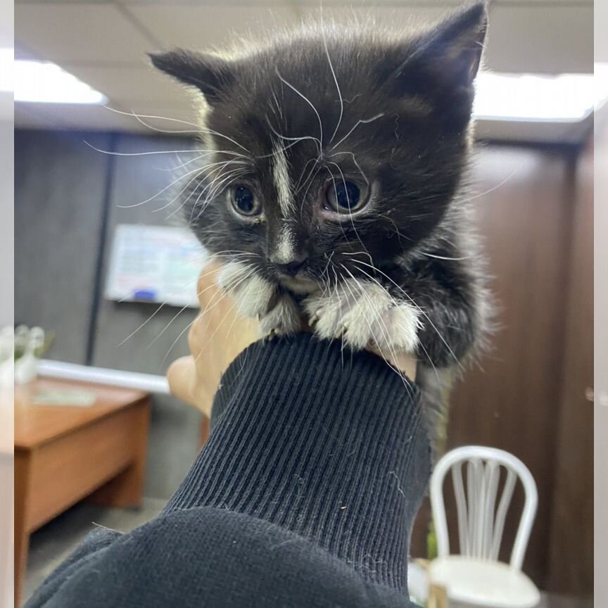 Котёнок в добрые руки