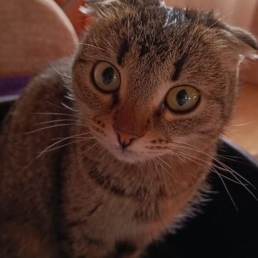 Кошка