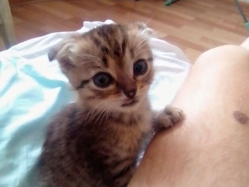 Шотландский вислоухий кот