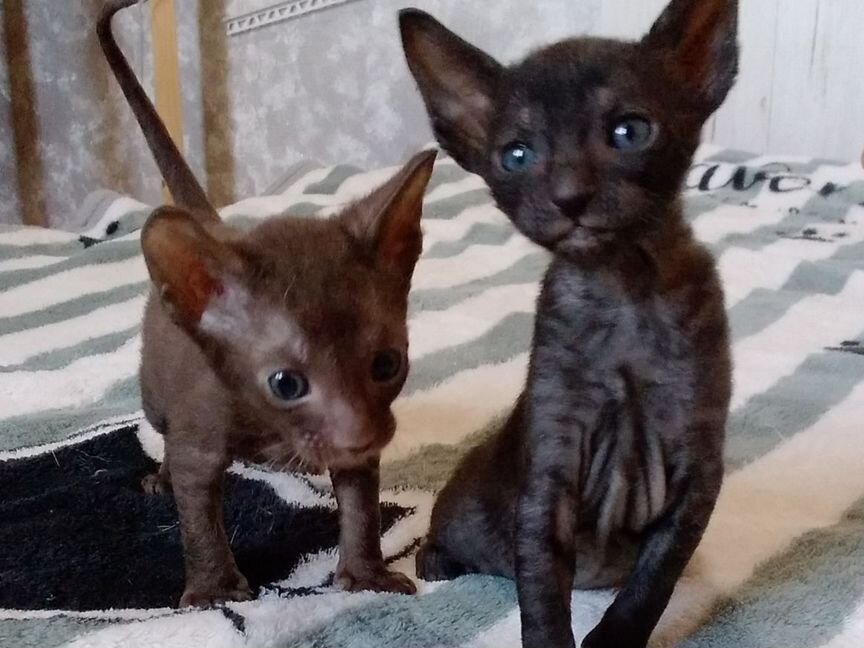 Корниш-рекс