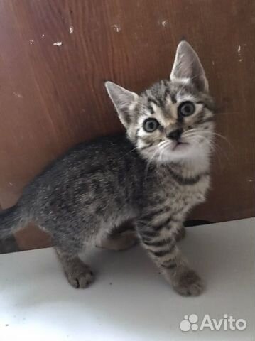 Котята