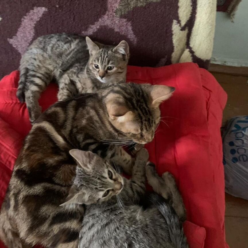 Котята-бенгалы в дар