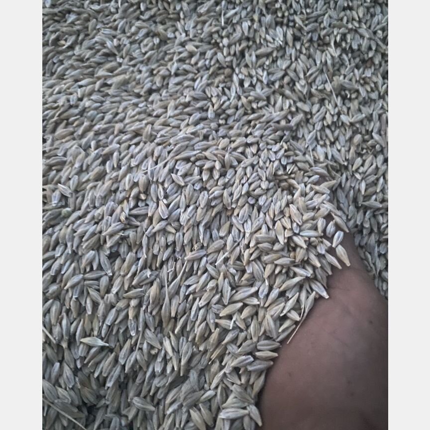 Ячмень зерно