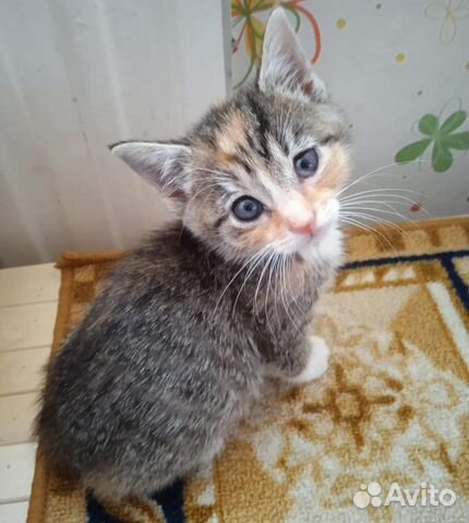 Котёнок Пятнашка