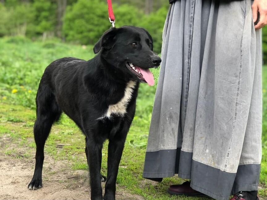 Собака Звездочка в добрые руки