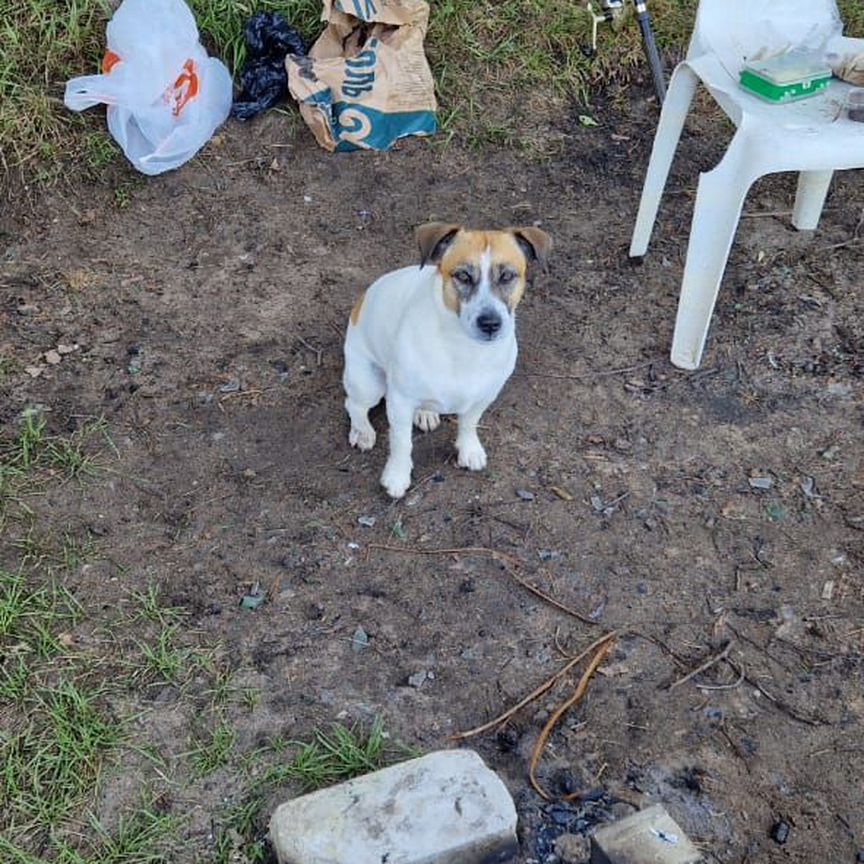 Случка породистого пса