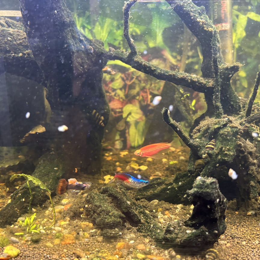 Аквариумные рыбки бесплатно