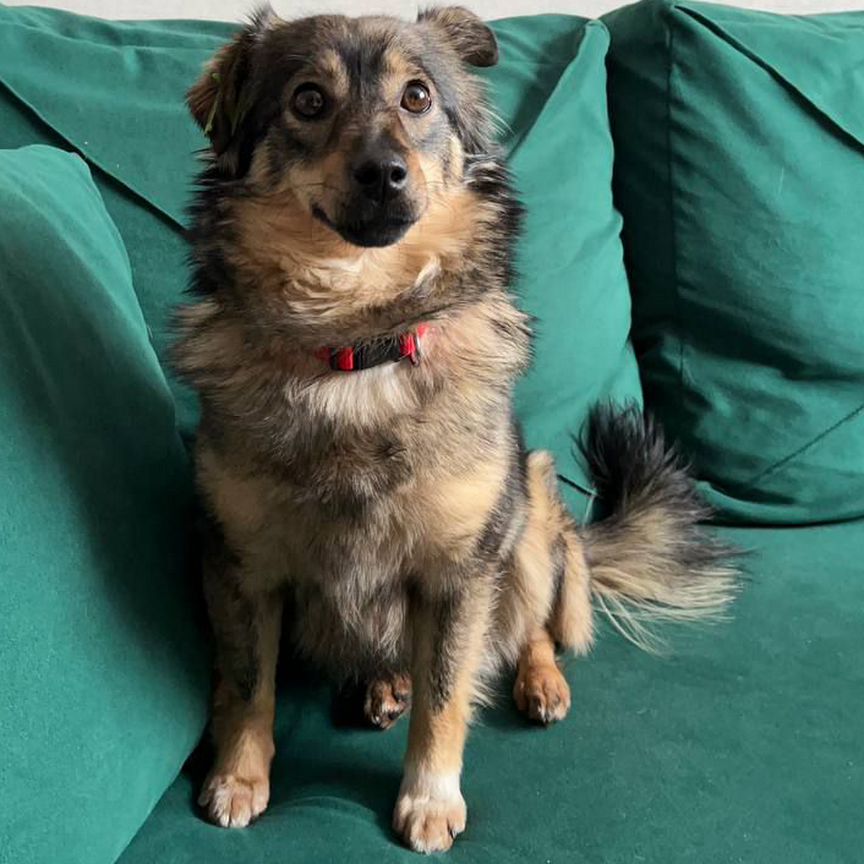 Взрослая собака в добрые руки