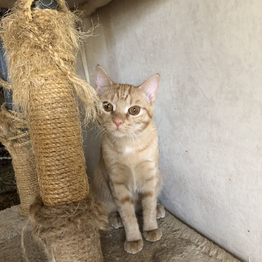 Котенок подросток в ответственные руки