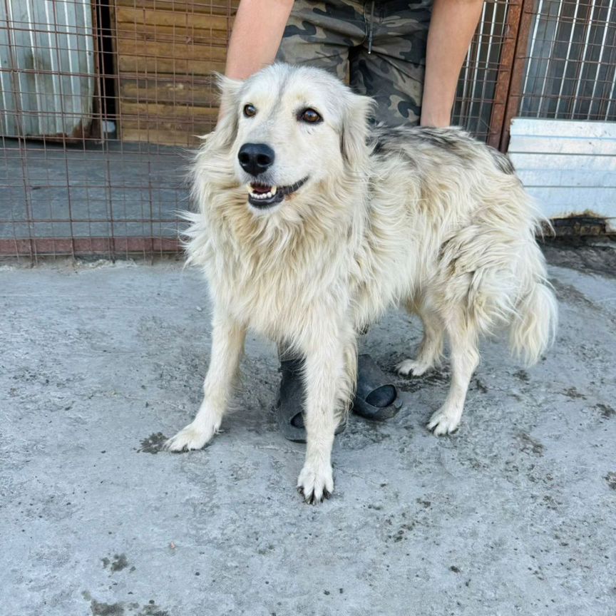 Собака из Курского отлова в добрые руки