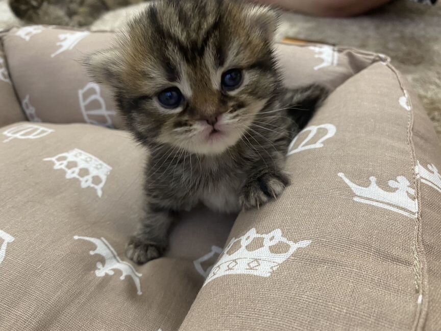 Шотландские котята