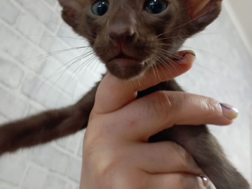 Ориентальная