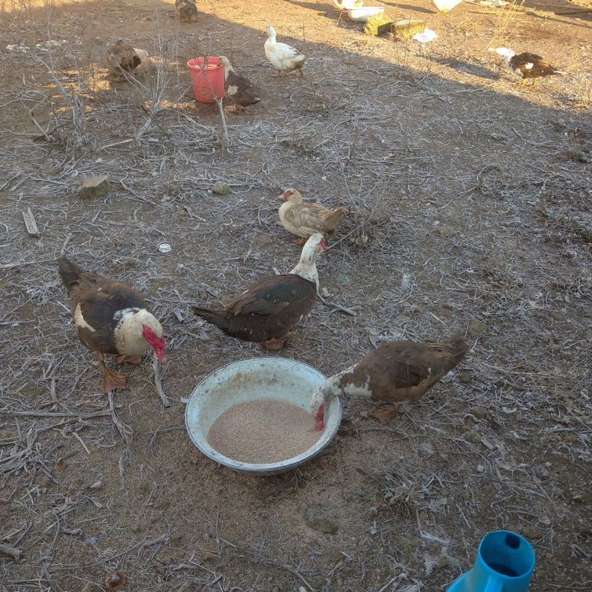 Утки индоутки chery very