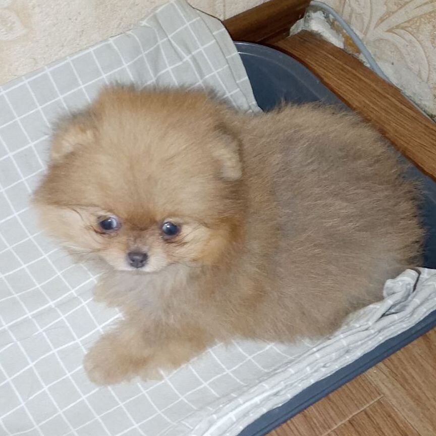 Померанский шпиц, щенок