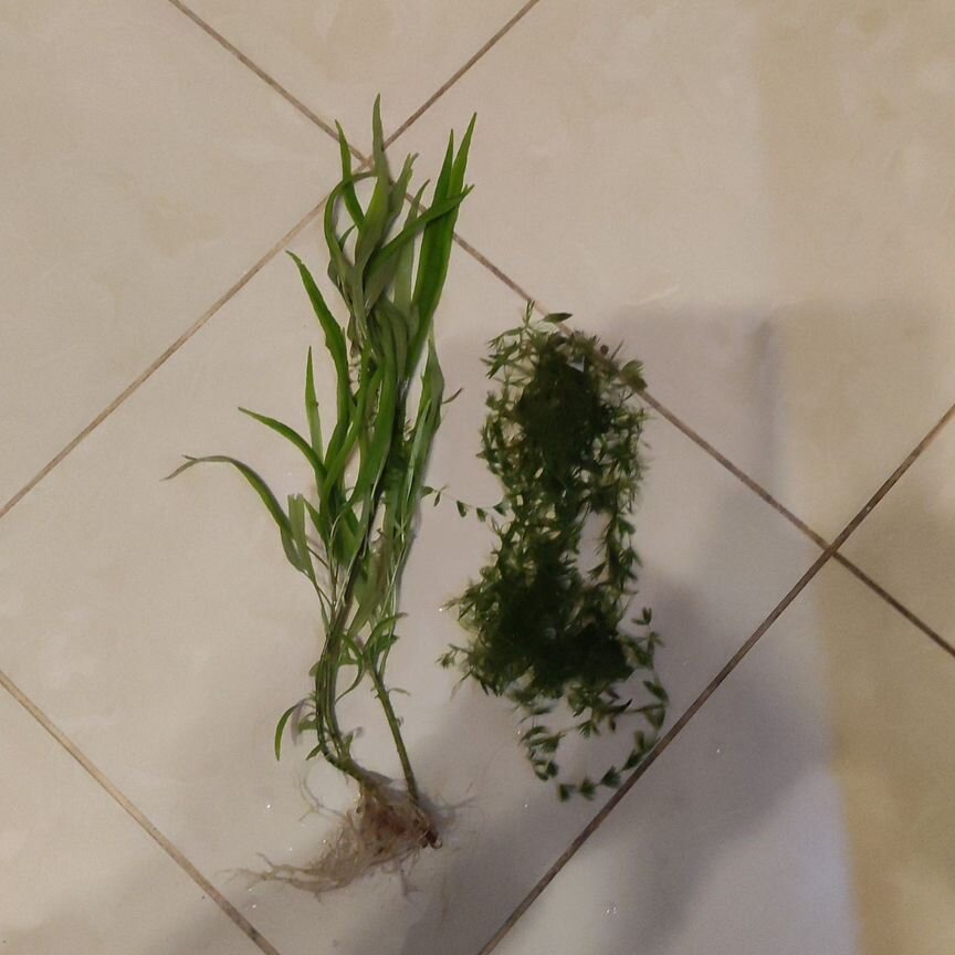 Аквариумные растения