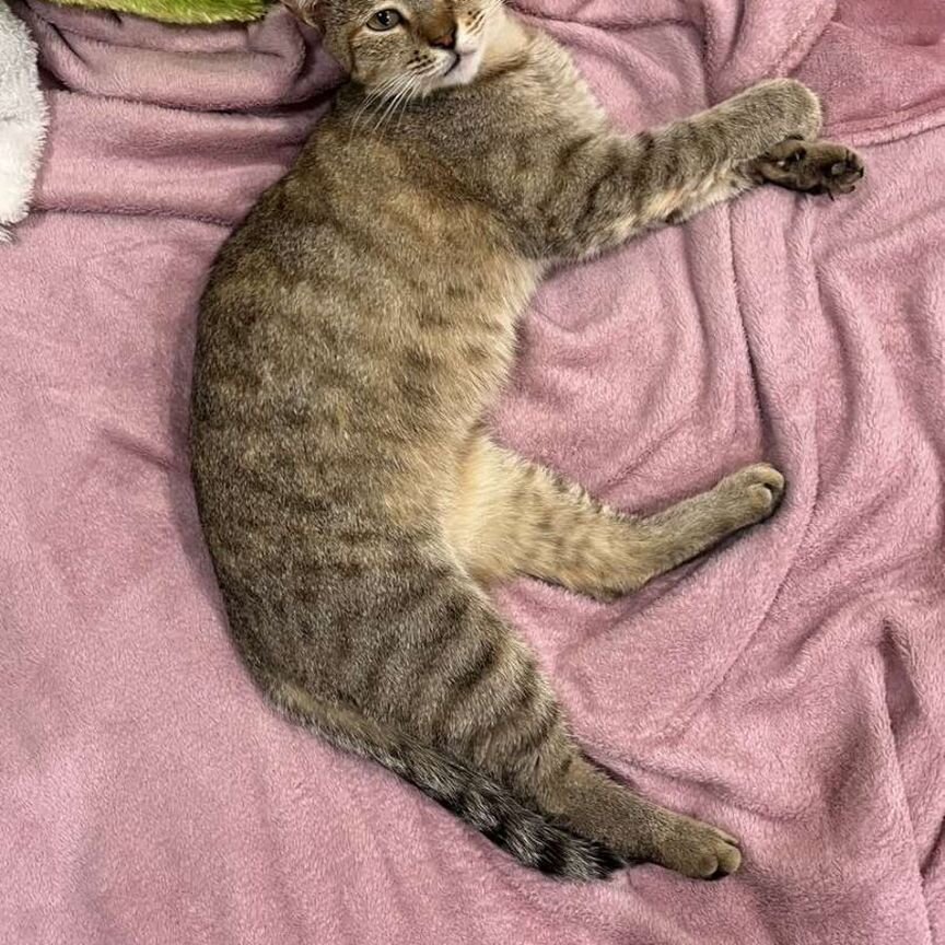 Кошечка Мася