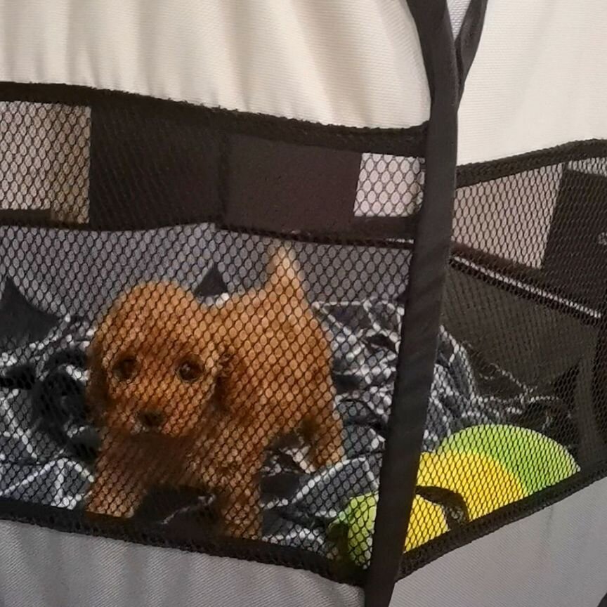 Мальтипу Тедди девочка