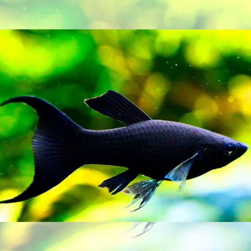 Моллинезия черная - Poecilia sphenops var. Black