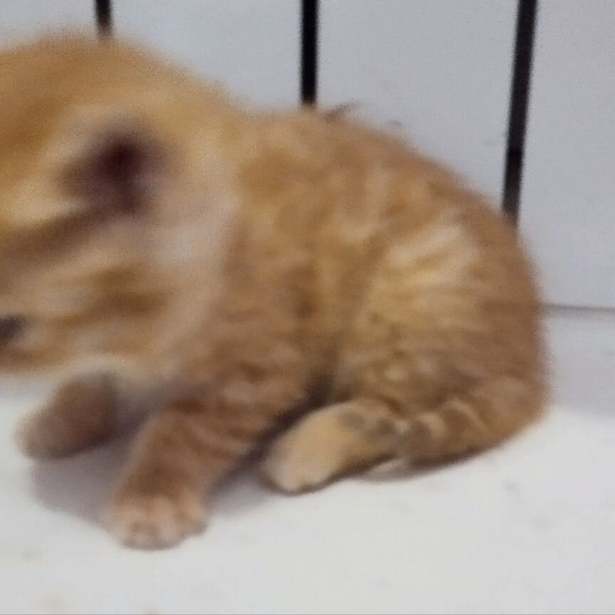 Котята месячные