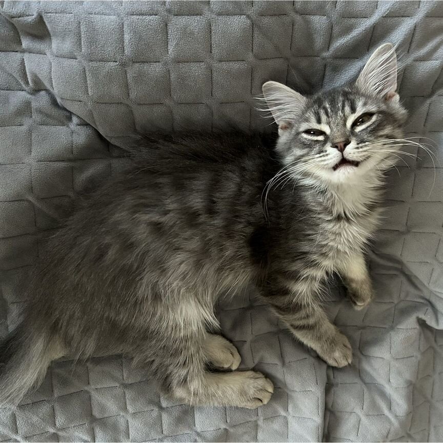 Котик