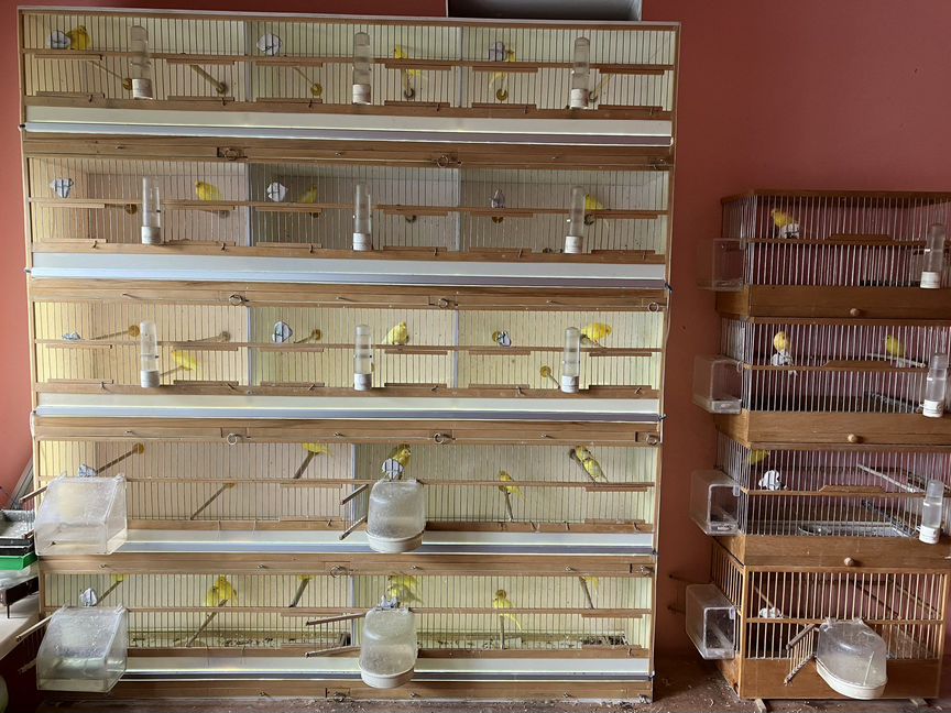 Кенара и канарейки