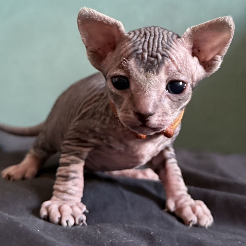 Донской сфинкс котёнок