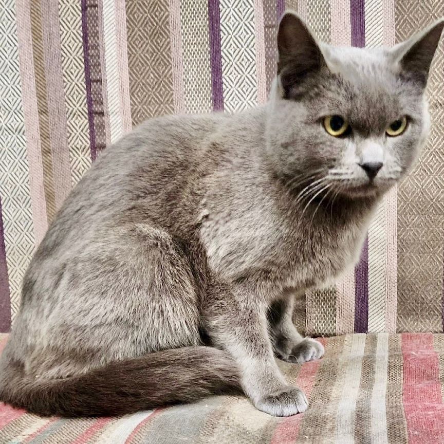 Британская короткошёрстная, взрослая кошка